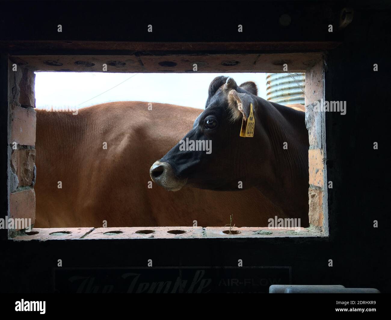 Cows through window hi-res stock photography and images - Alamy