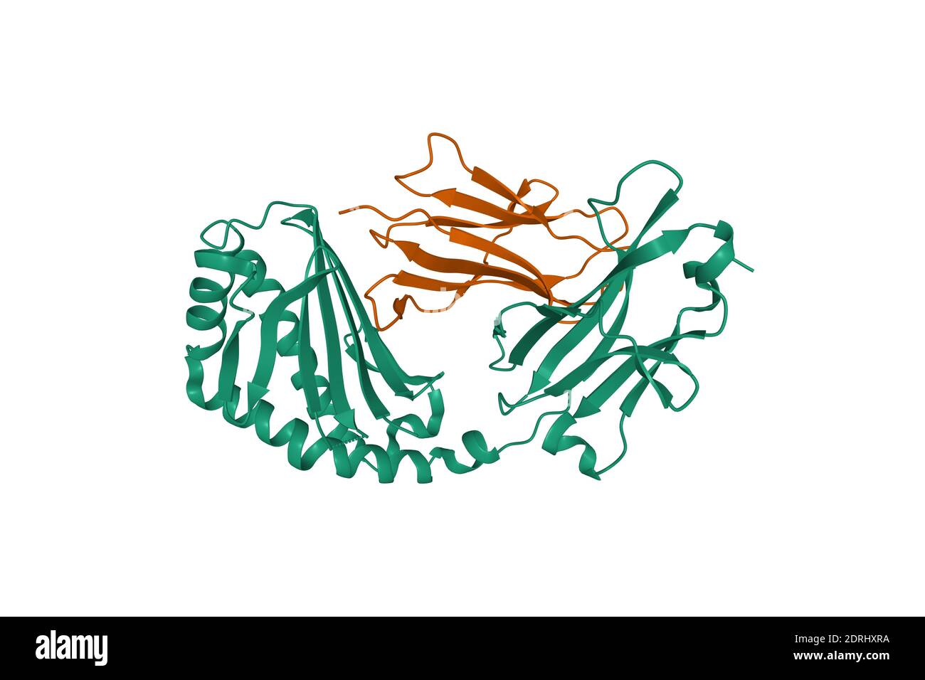 Structure of human CD1a (green) in complex with beta-2-microglobulin ...