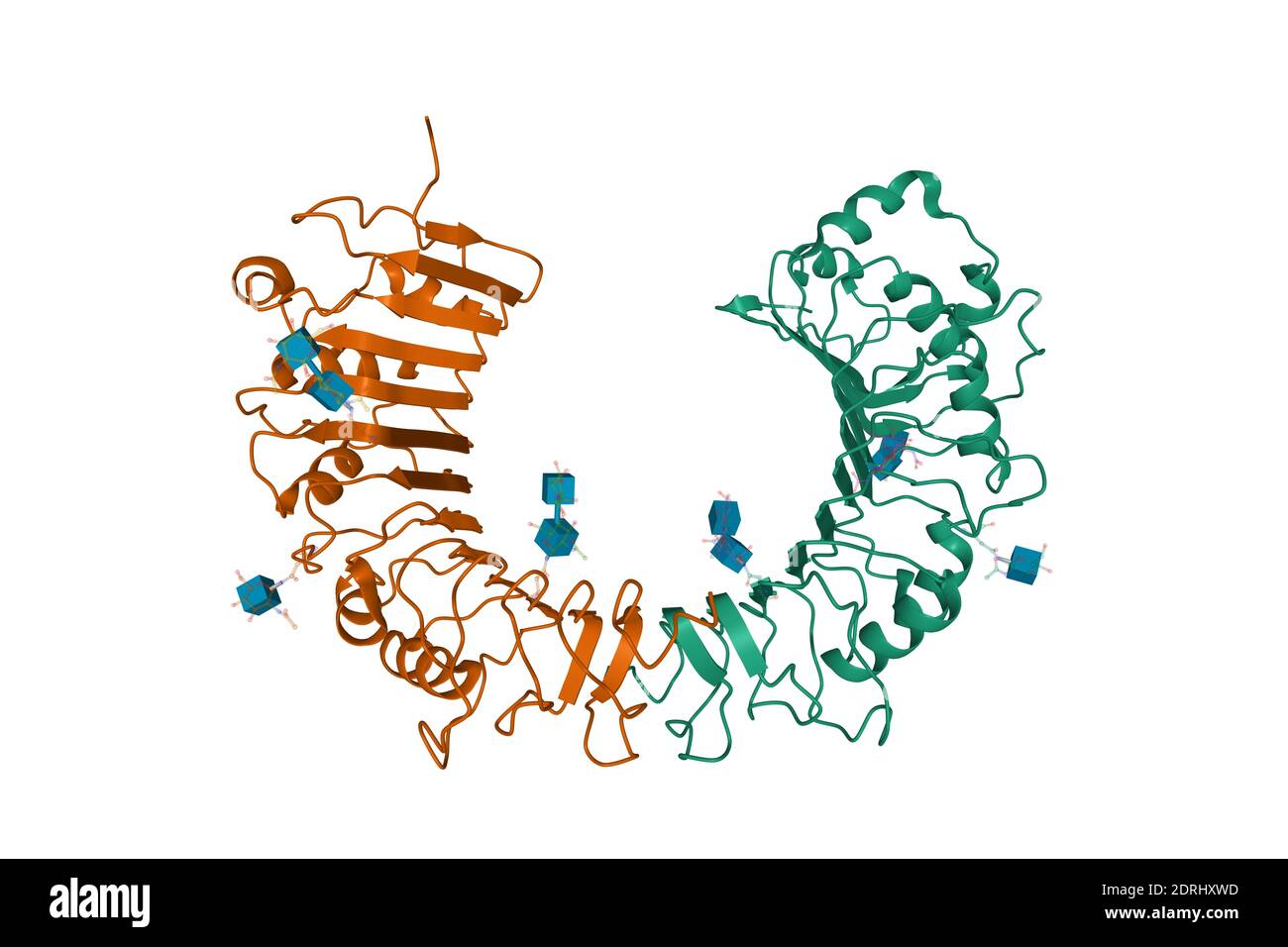 Crystal structure of CD14 homodimer, 3D cartoon model isolated, white ...