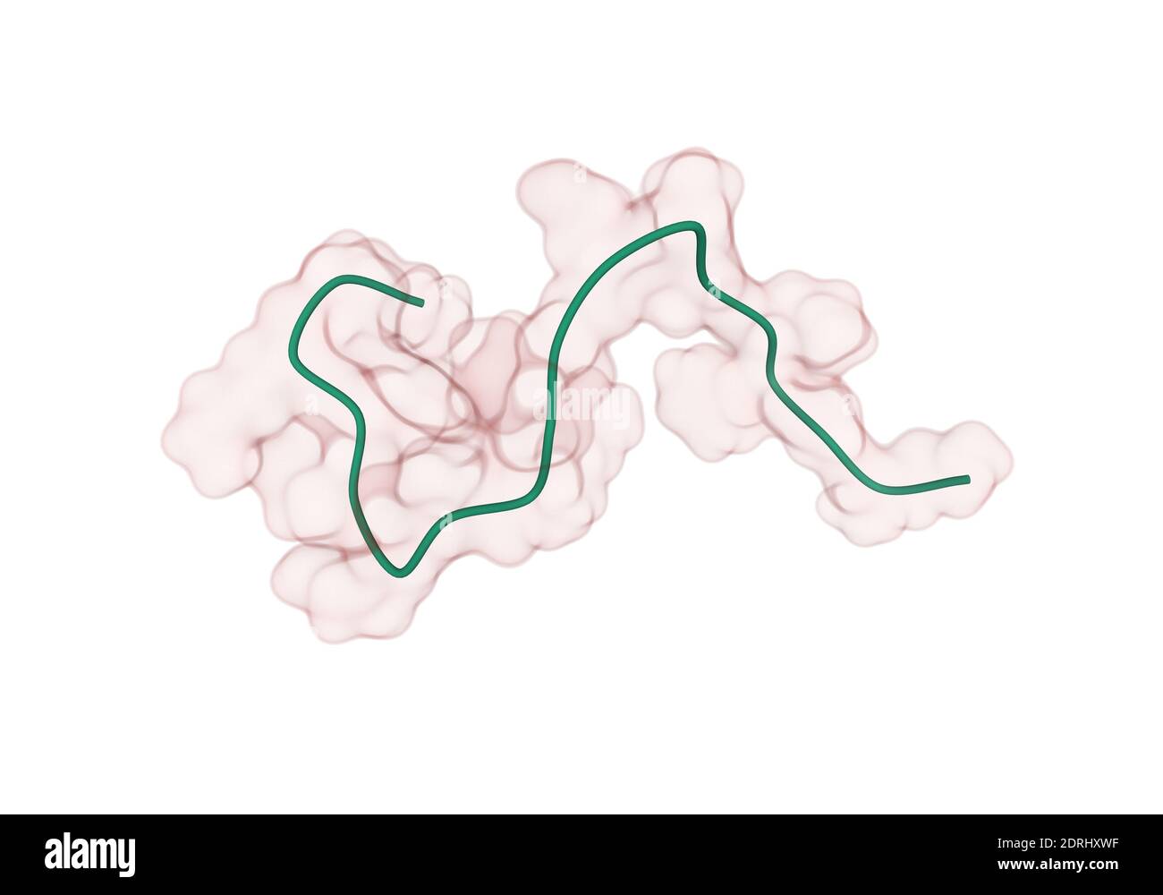 Receptor-bound conformation of hormone Ghrelin, 3D cartoon model with ...