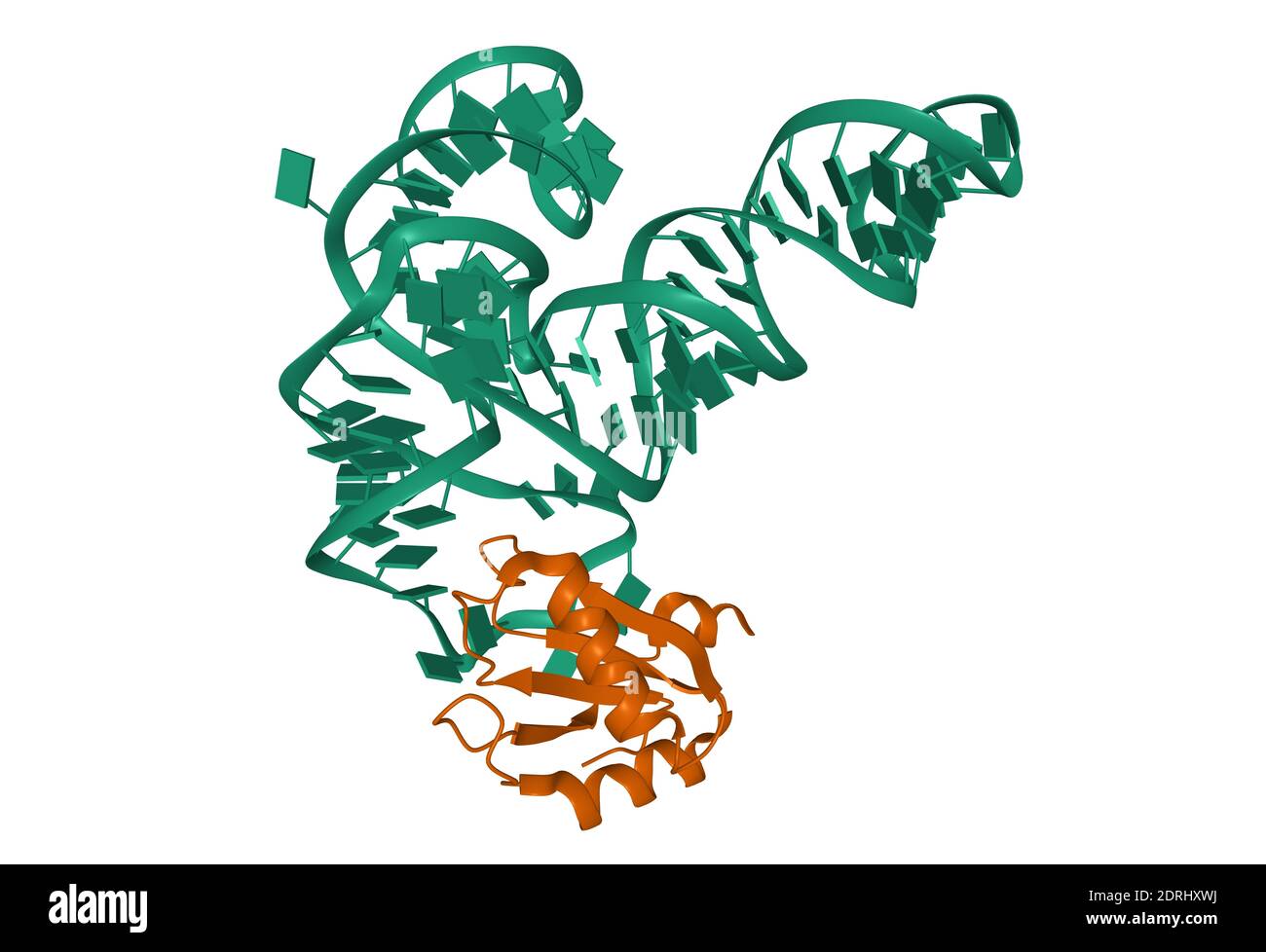 Trna Structure 3d