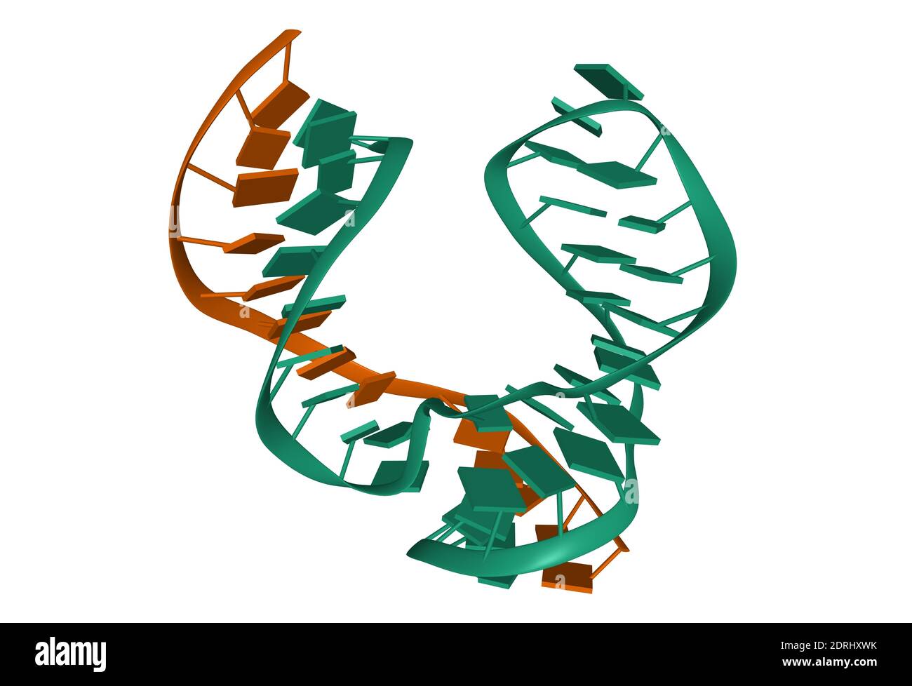 Structure of hammerhead ribozyme, 3D cartoon model isolated, white ...