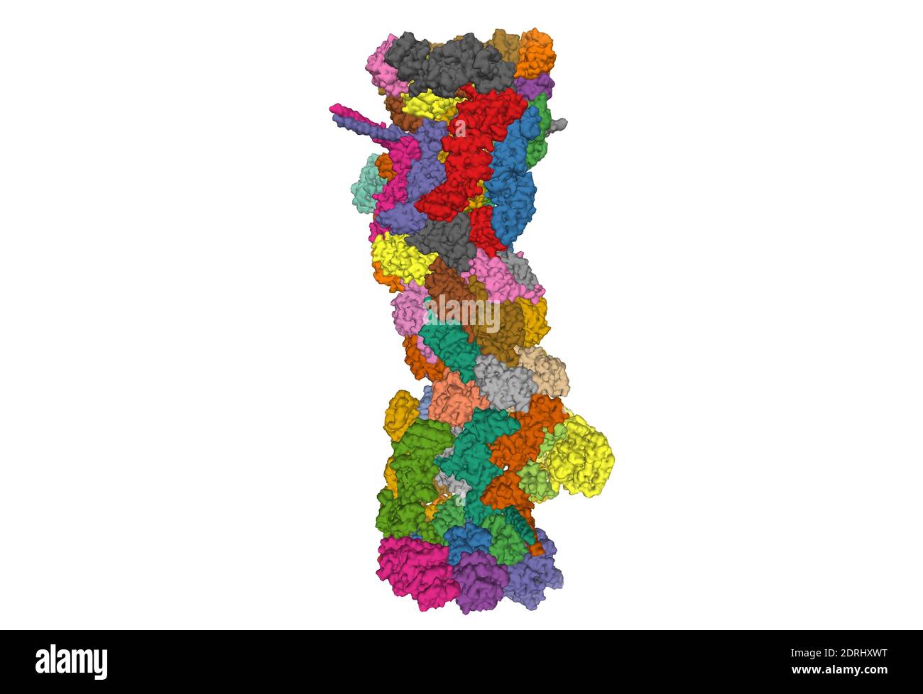 Structure of 26S proteasome, 3D surface model isolated, white ...