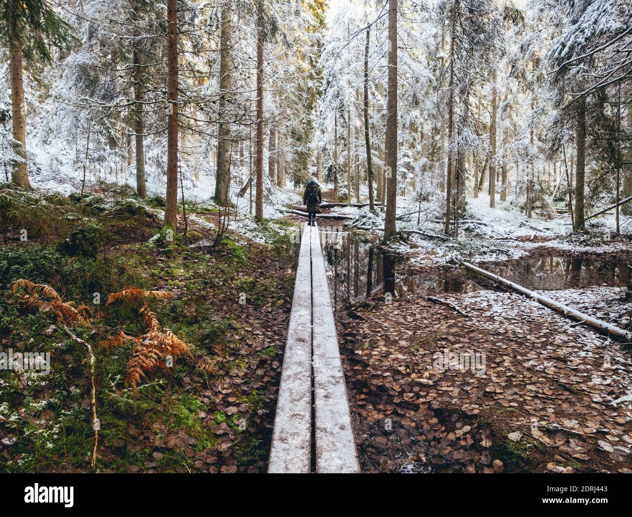 Winter Turning Into Spring In Tyresta National Park, Sweden Stock Photo ...