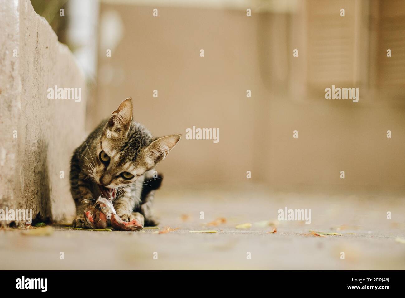 Flesh Eating Animals High Resolution Stock Photography and Images - Alamy