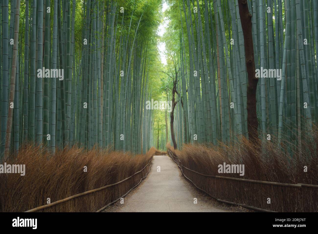 Bamboo forest in arashiyama park hi-res stock photography and images ...