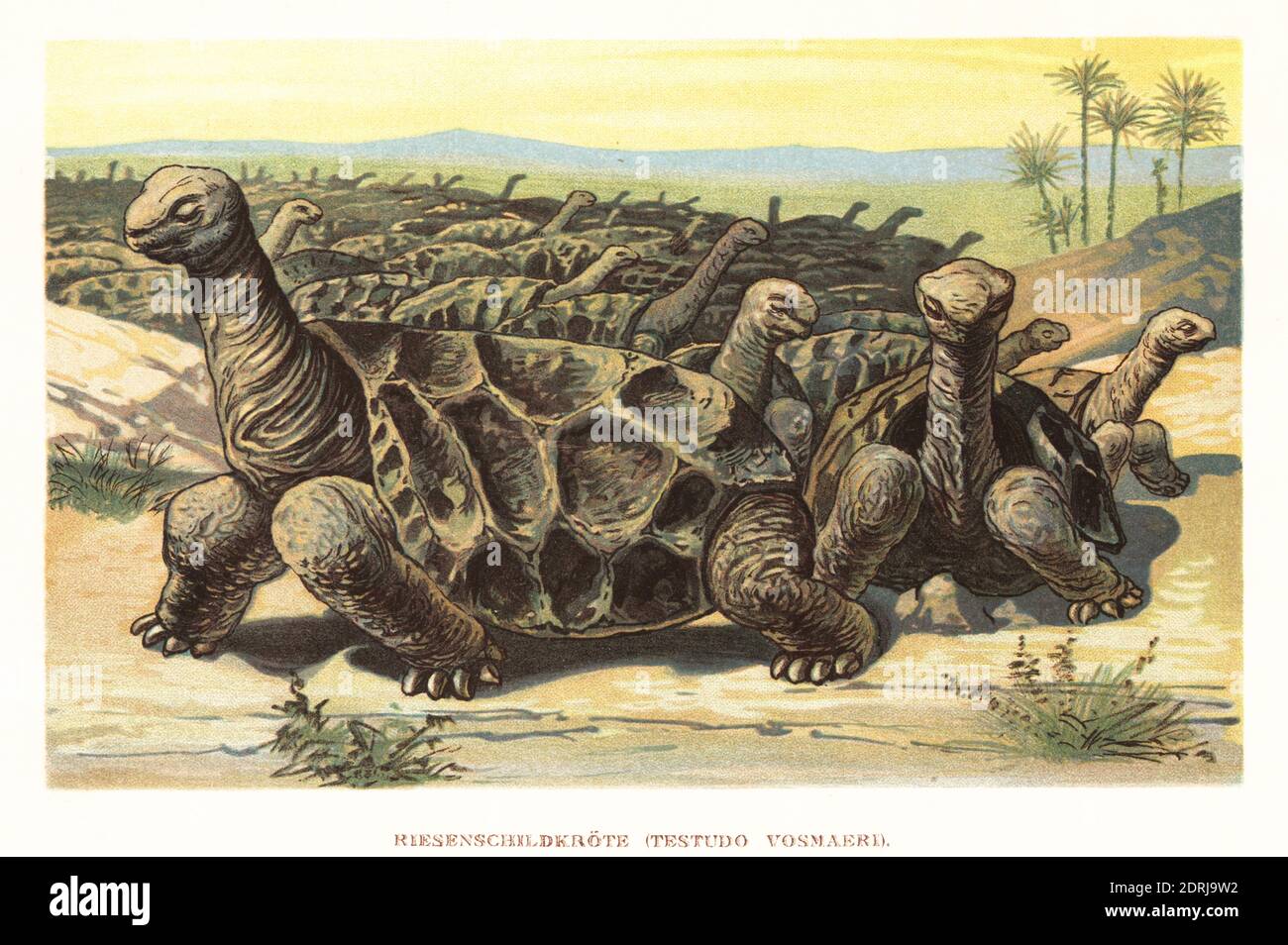 Prehistoric Tortoise