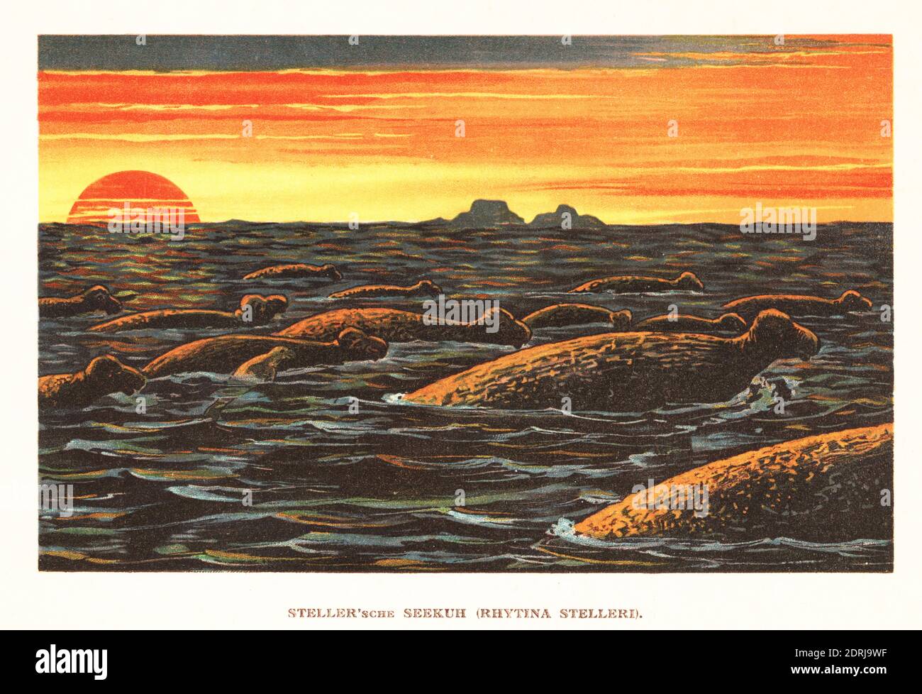 Steller's sea cow, Hydrodamalis gigas. Extinct sirenian described by ...