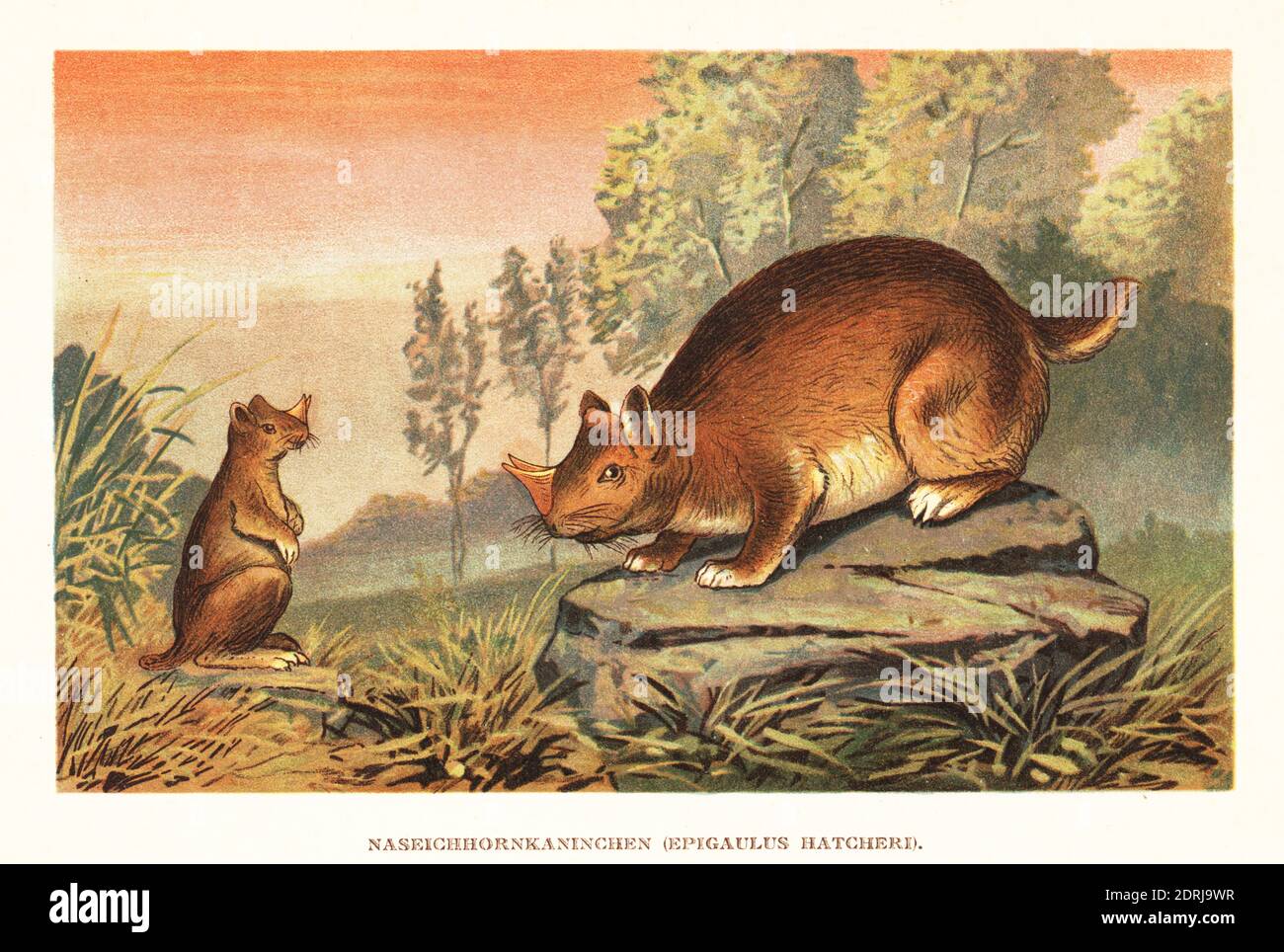 Horned gopher, Ceratogaulus hatcheri, extinct rodent of the late ...