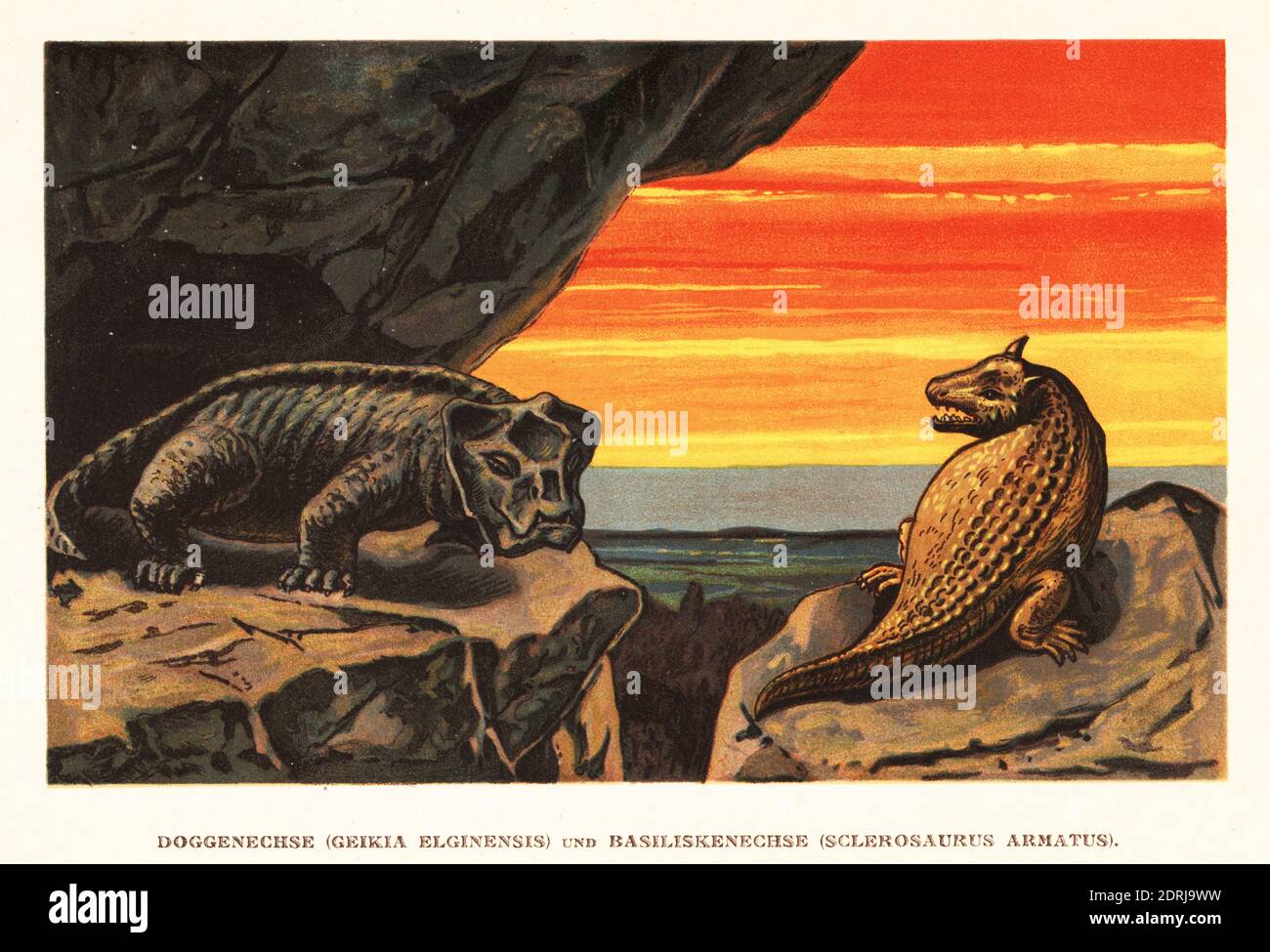 Therapsid hi-res stock photography and images - Alamy