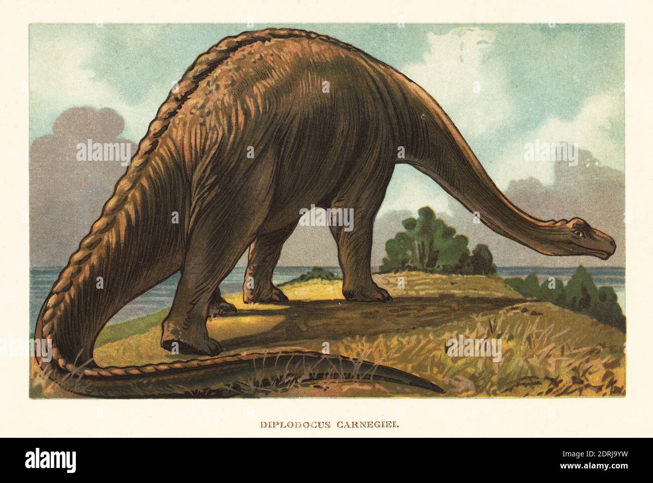Diplodocus carnegii, diplodocid sauropod dinosaur of the Jurassic ...