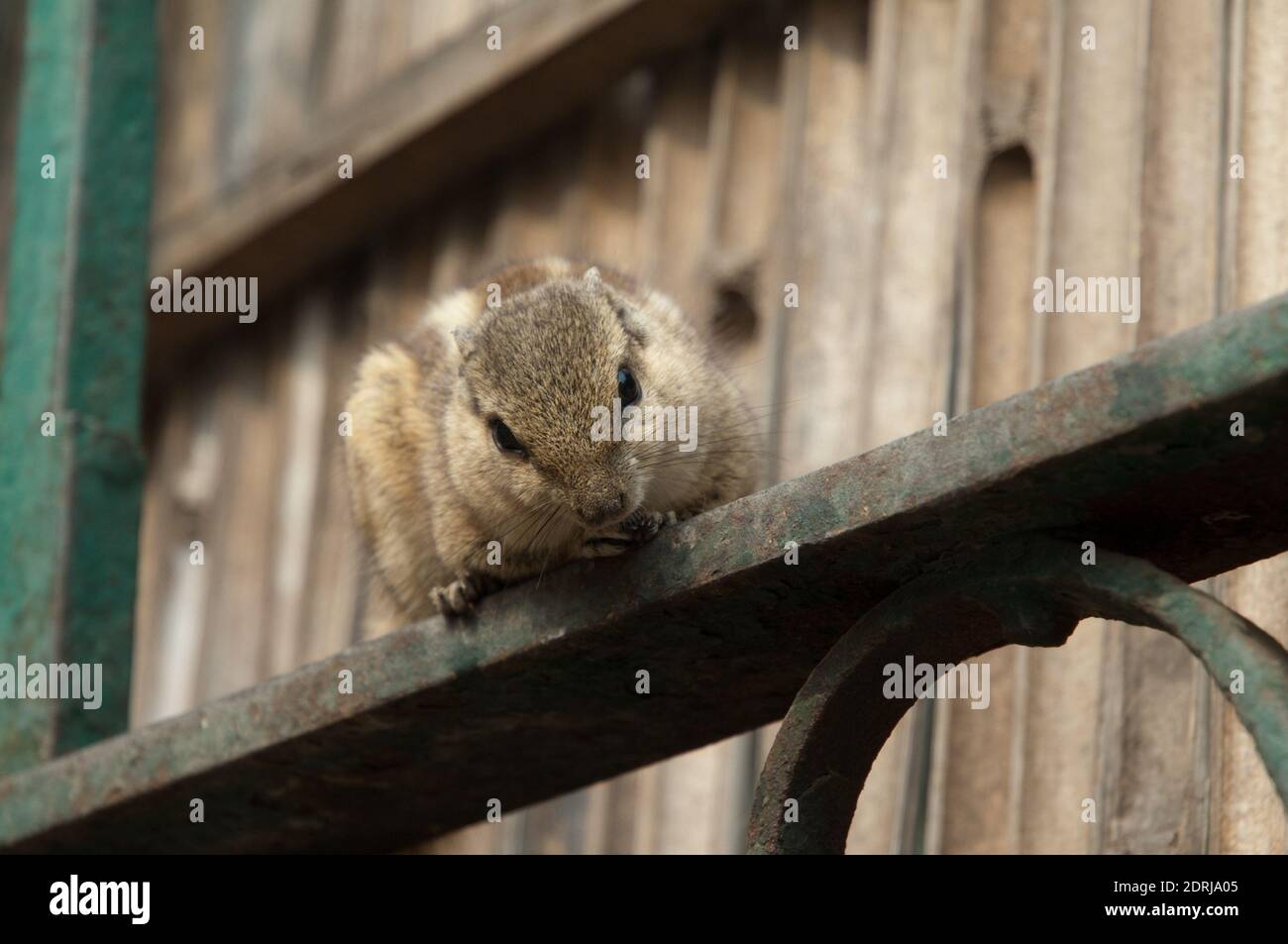 Indian palm squirrel Funambulus palmarum. Old Delhi. Delhi. India Stock ...