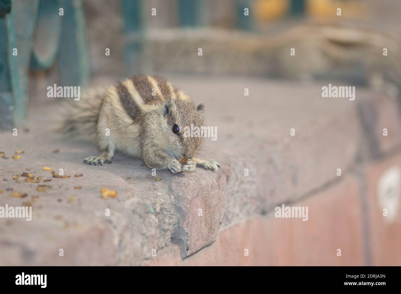 Indian palm squirrel Funambulus palmarum eating. Old Delhi. Delhi ...