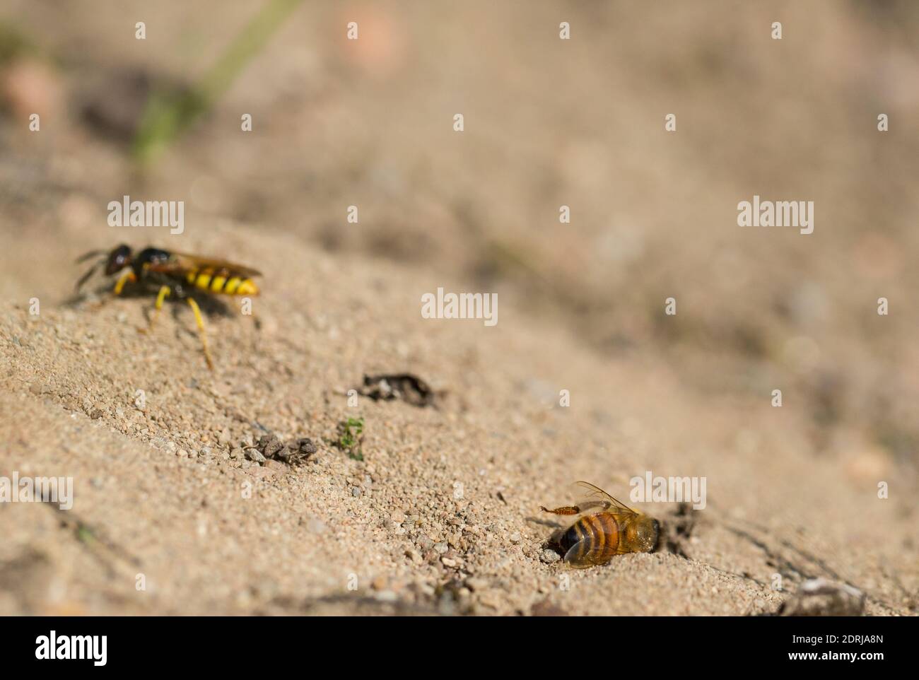 European beewolf (Philanthus triangulum) with her honey-bee prey Stock ...