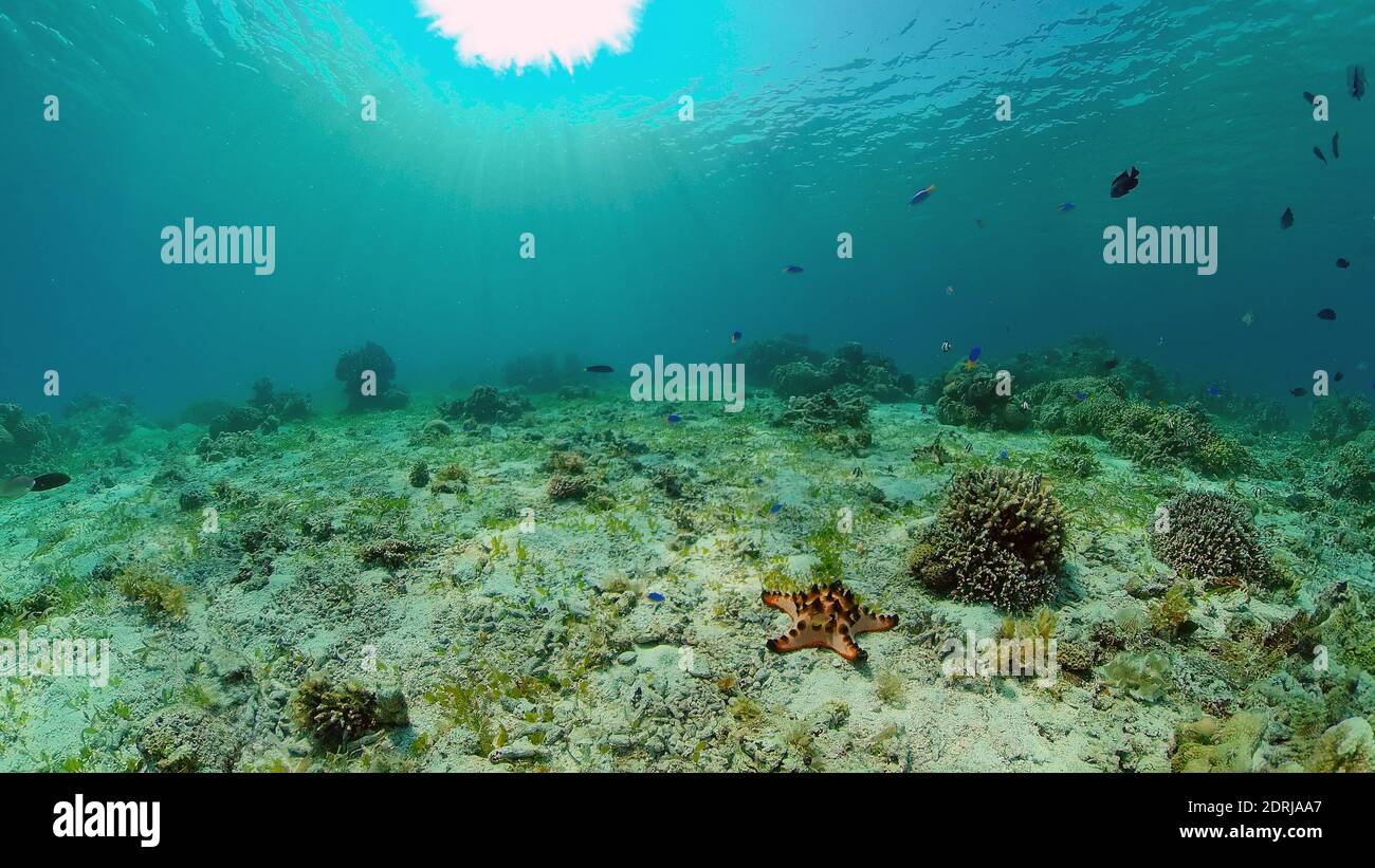 Underwater fish reef marine. Tropical colourful underwater seascape ...