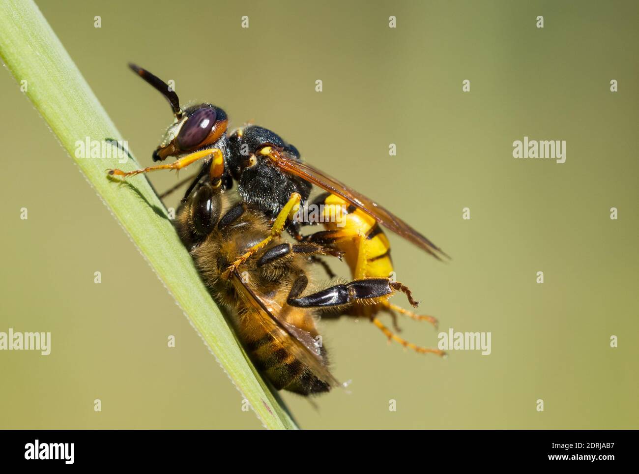 European beewolf (Philanthus triangulum) with her honey-bee prey Stock ...
