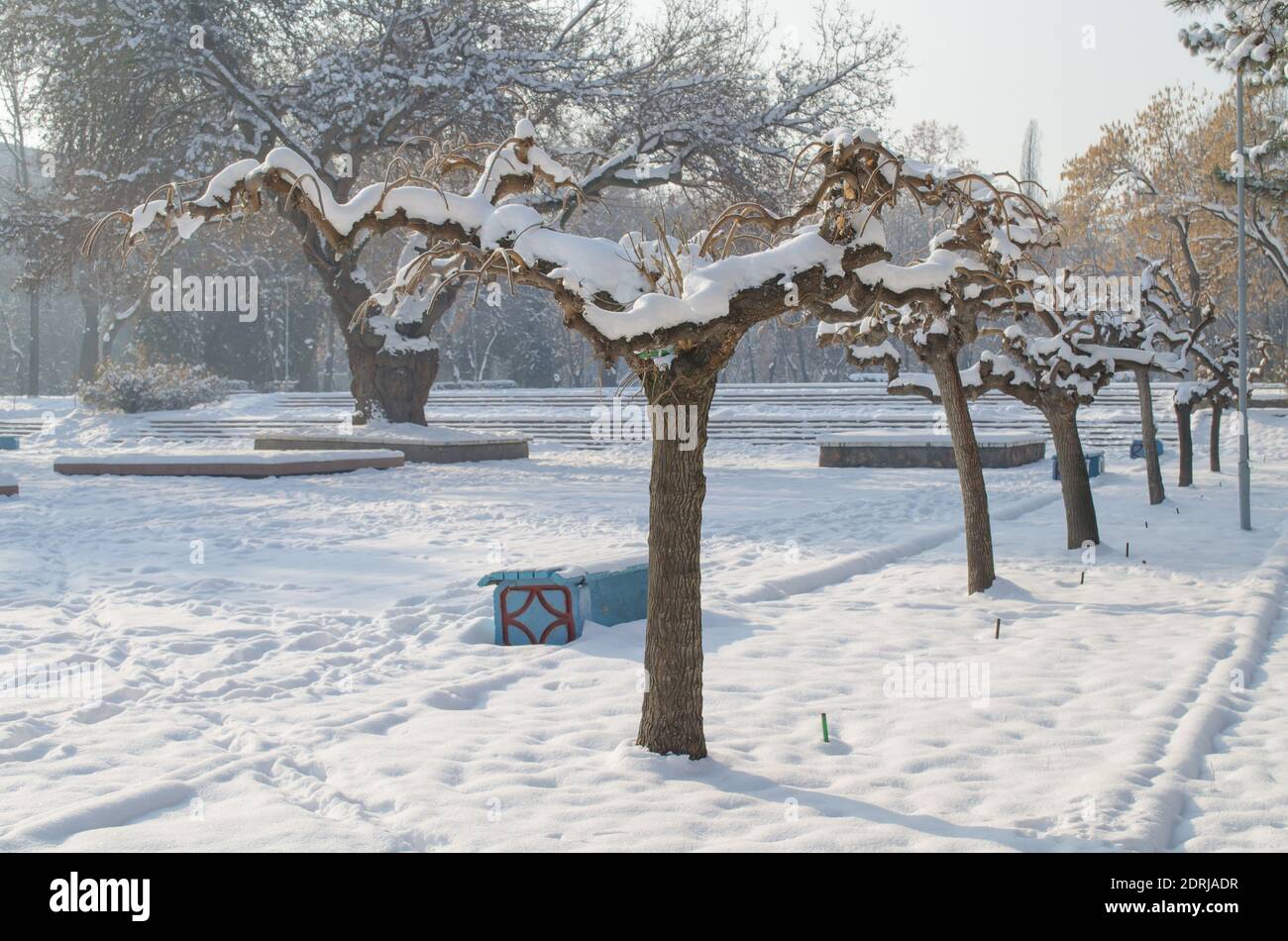 Winter snowy landscape, trees, benches and square covered with snow in ...