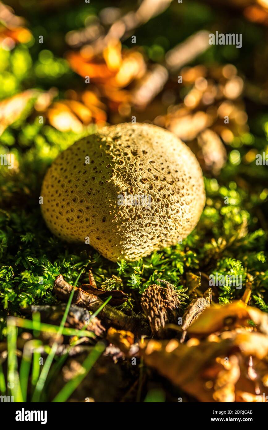 Leopard earthball fungus hi-res stock photography and images - Alamy