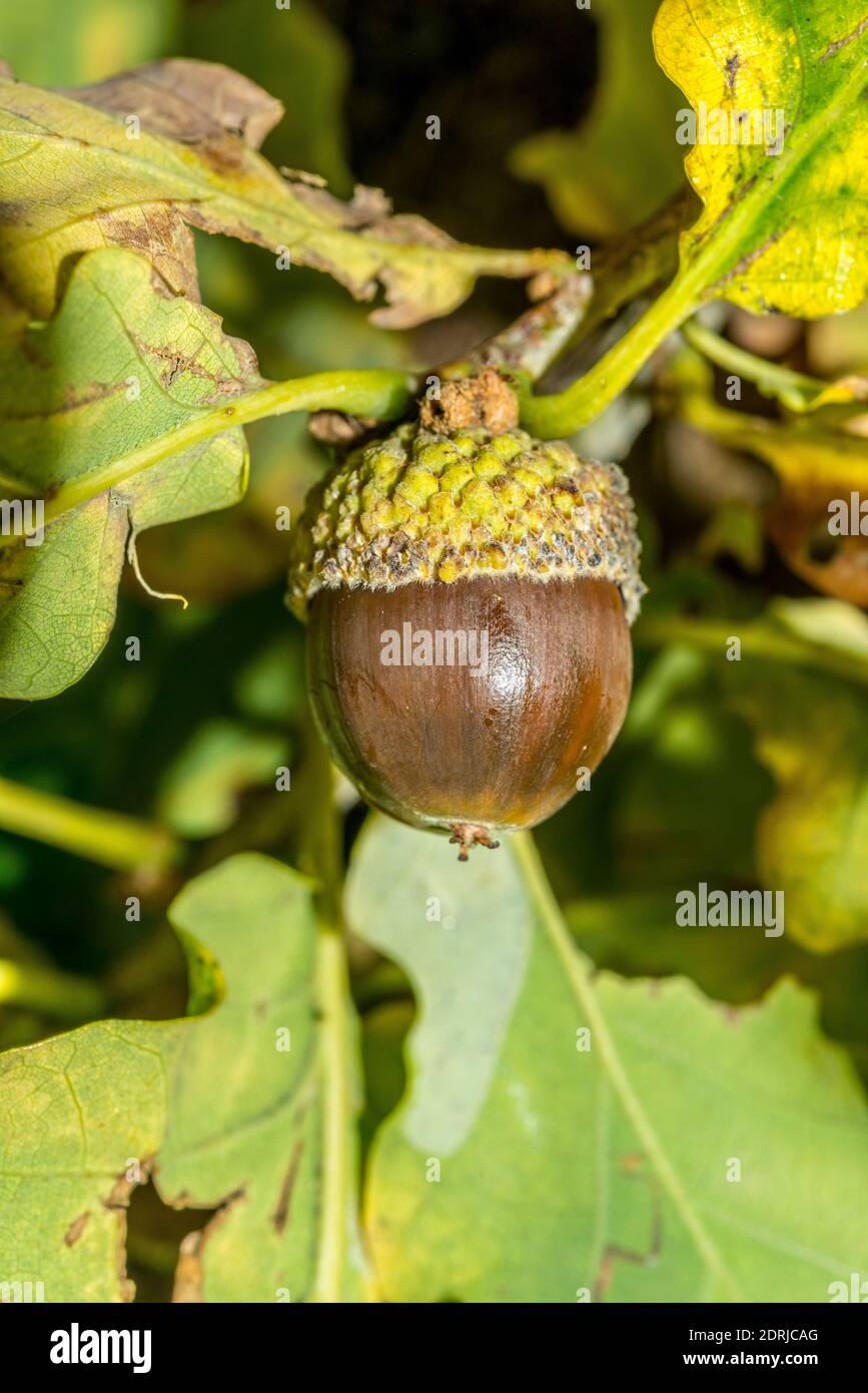 Acorn on an Oak tree, England, UK Stock Photo - Alamy