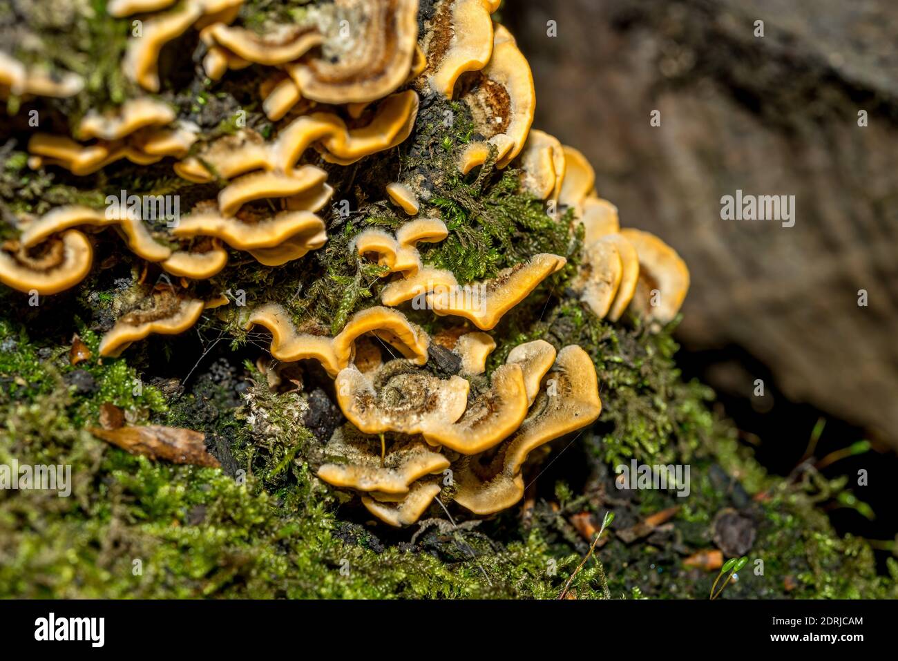 Coriolus versicolor hi-res stock photography and images - Alamy