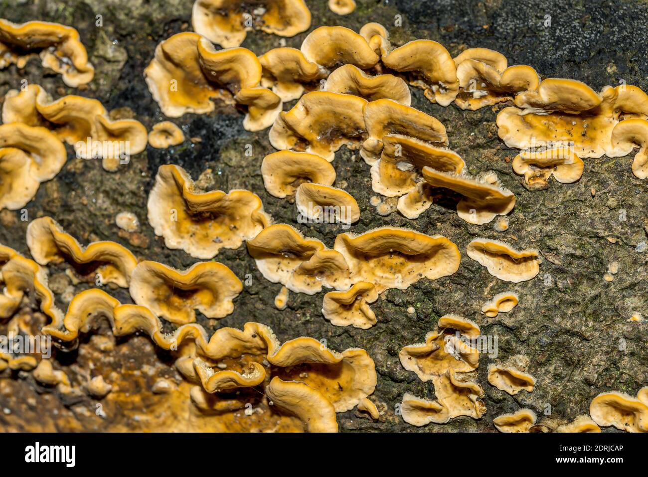 Coriolus versicolor on a tree, English woodland Stock Photo - Alamy