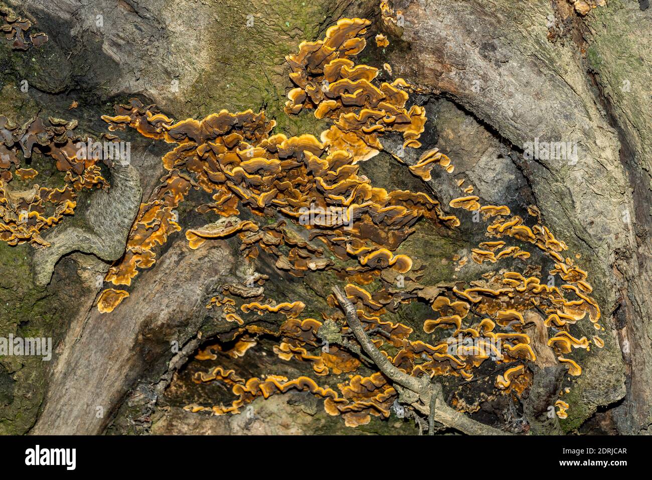 Coriolus versicolor on a tree, English woodland Stock Photo - Alamy