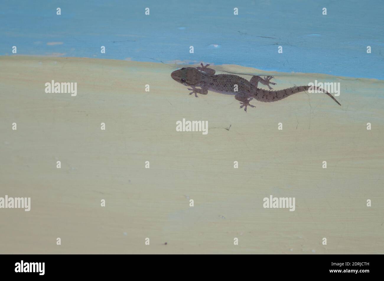 Indian house gecko hi-res stock photography and images - Alamy