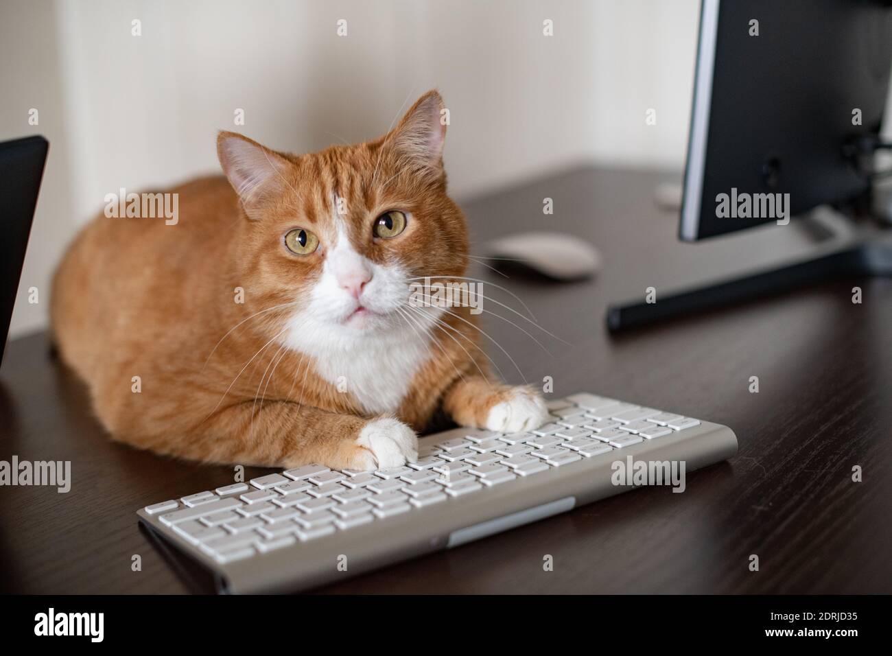 Kitten monitor hi-res stock photography and images - Alamy