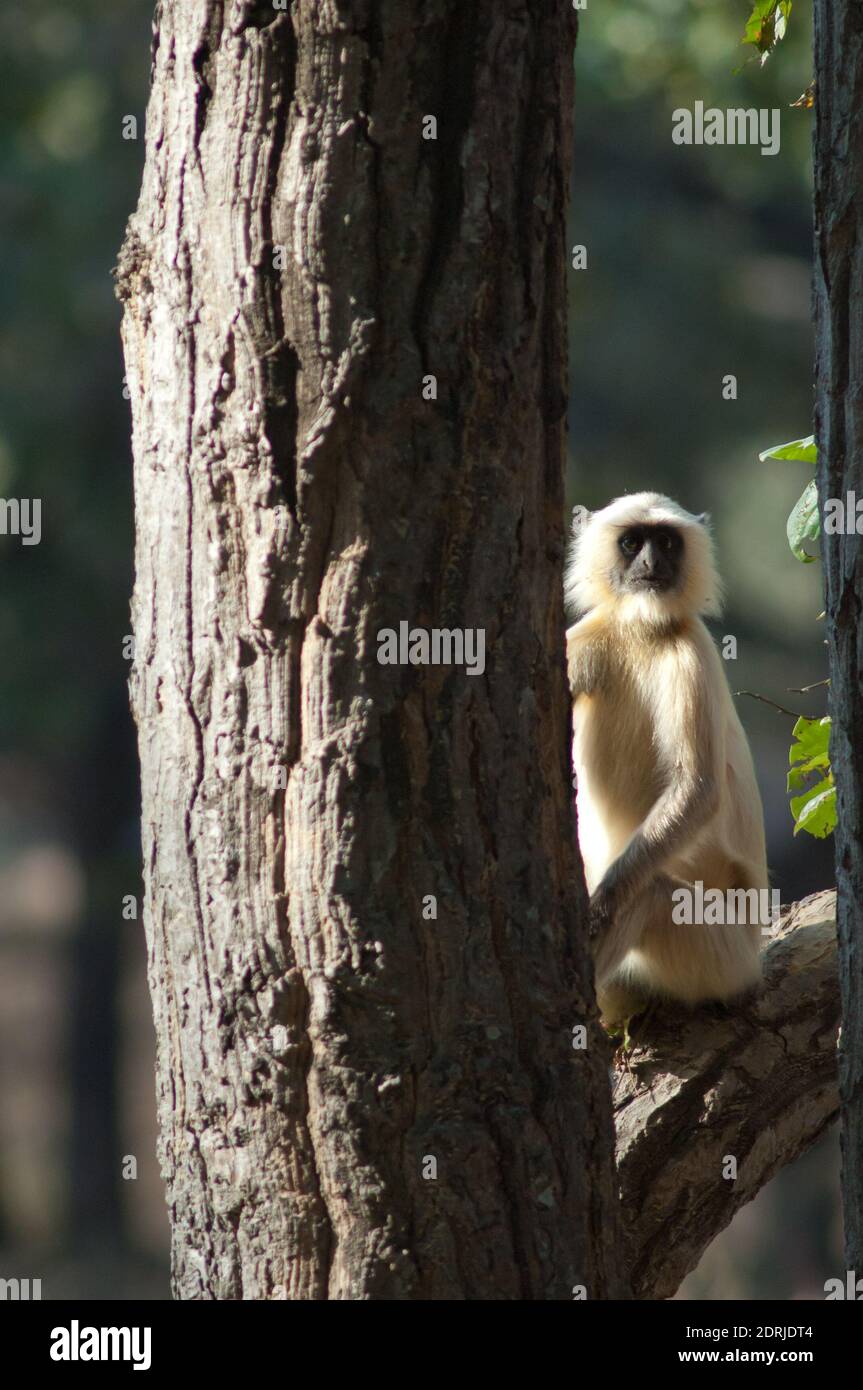 Species semnopithecus entellus hi-res stock photography and images - Alamy