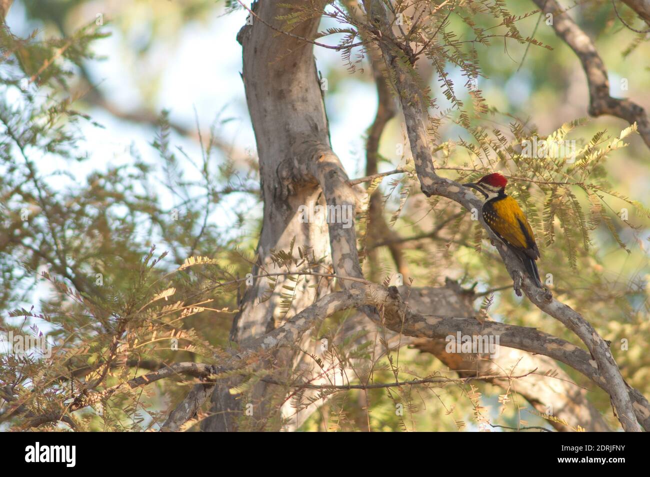 Male black-rumped flameback Dinopium benghalense. Bandhavgarh National ...