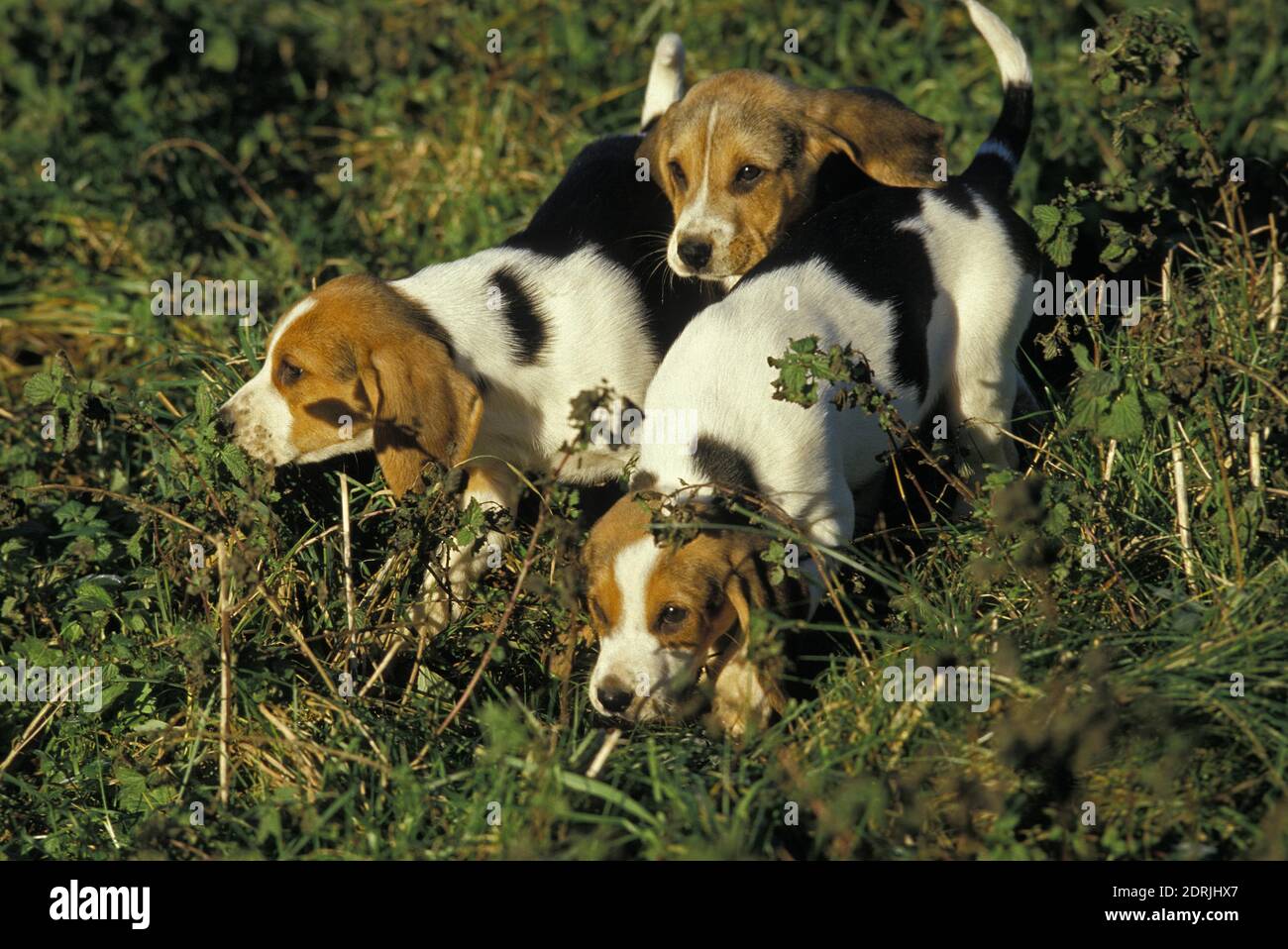 Artois Hound, Puppies Stock Photo - Alamy