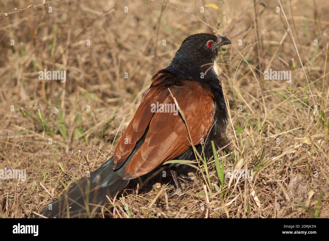 Greater coucal Centropus sinensis in the tall grass. Bandhavgarh ...
