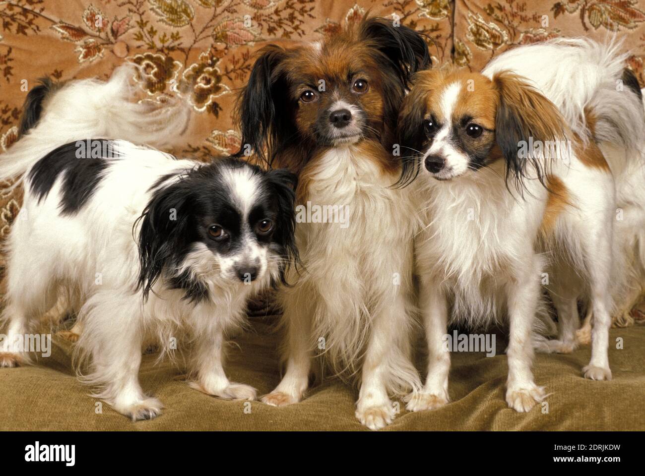 Phalene or Continental Toy Spaniel, Dog standing on Sofa Stock Photo ...