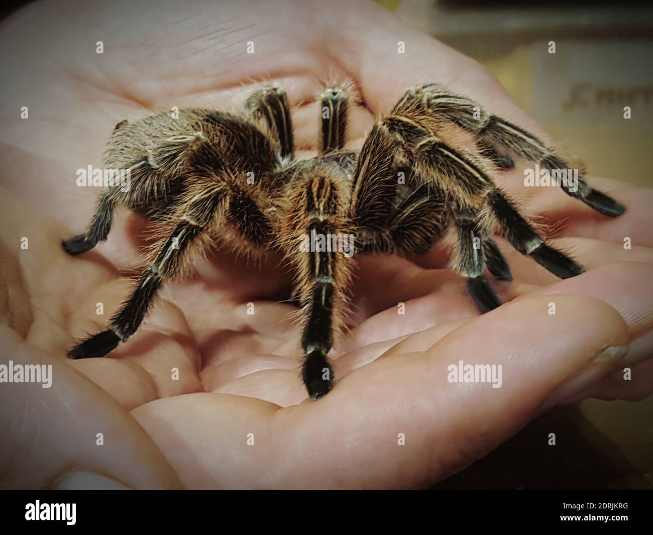Tarantula Body High Resolution Stock Photography and Images - Alamy