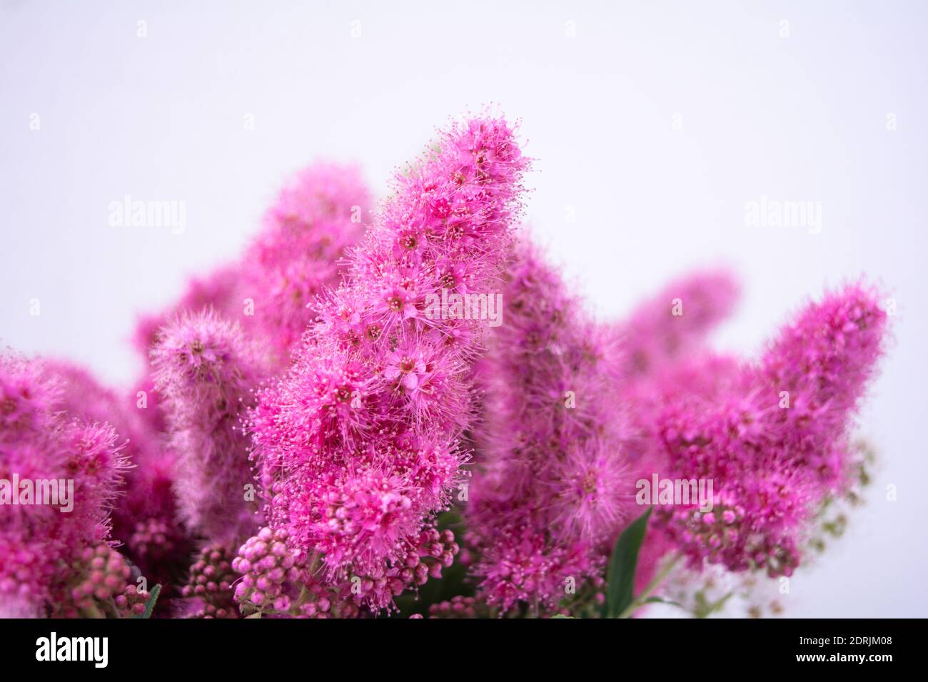 Pink Spirea flowers on bush. Spiraea flowers decorative gardening and ...