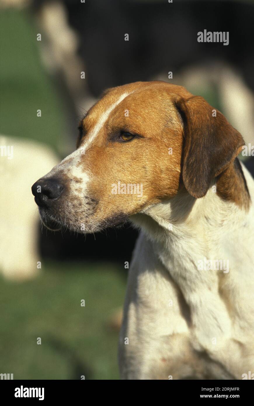 The english foxhound hi-res stock photography and images - Alamy