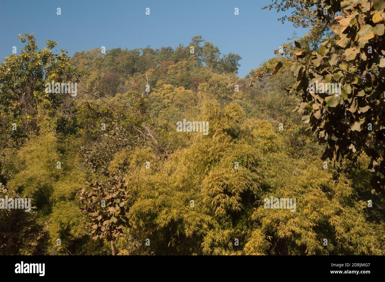 Forest in Bandhavgarh National Park. Madhya Pradesh. India Stock Photo ...