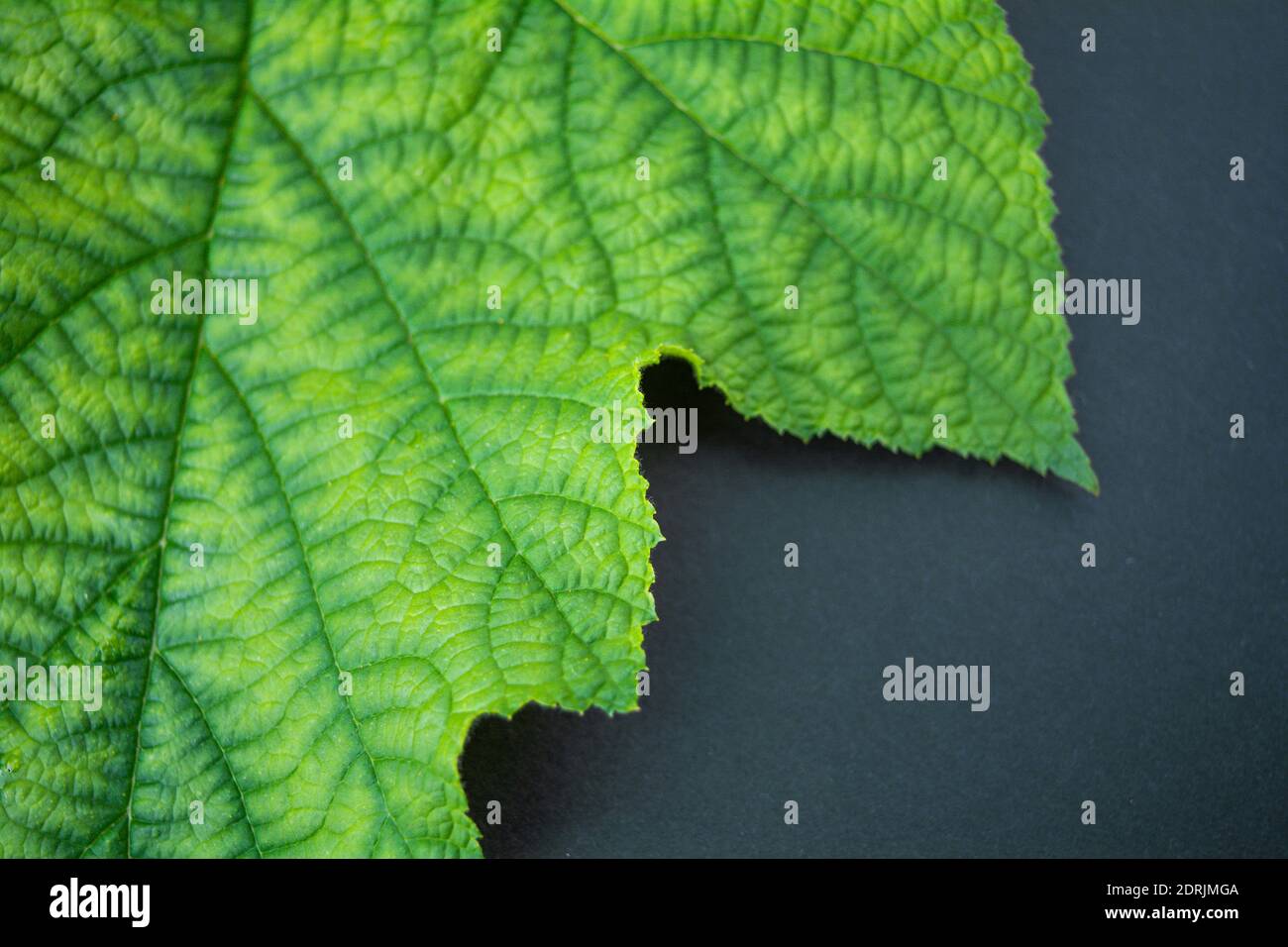 Background of fresh green leaves of black currant. Foliage of black ...