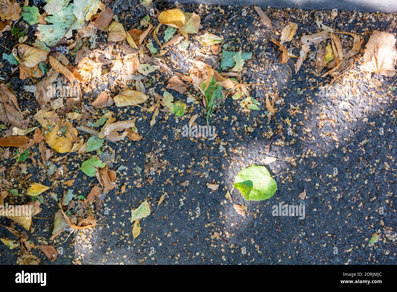 Spots of sunlight on old rough asphalt with dry leaves and small seeds ...
