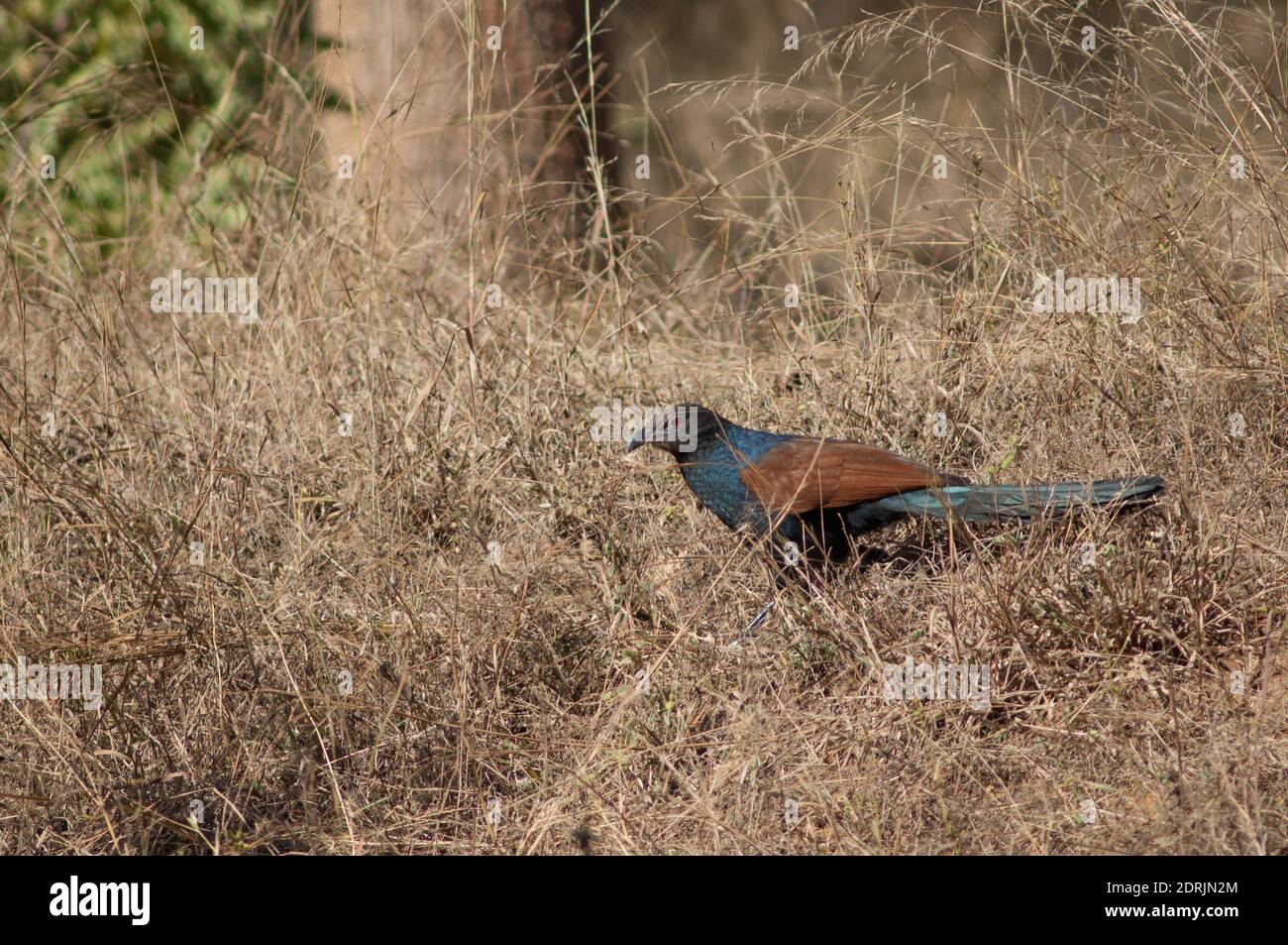 Greater coucal Centropus sinensis in the tall grass. Bandhavgarh ...