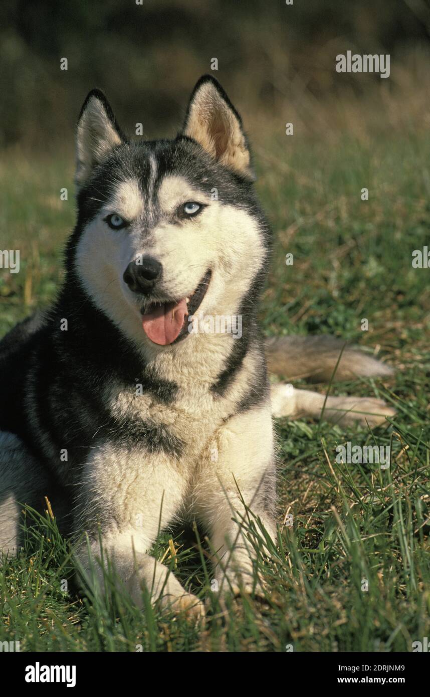 Siberian Husky Dog laying on Grass Stock Photo - Alamy