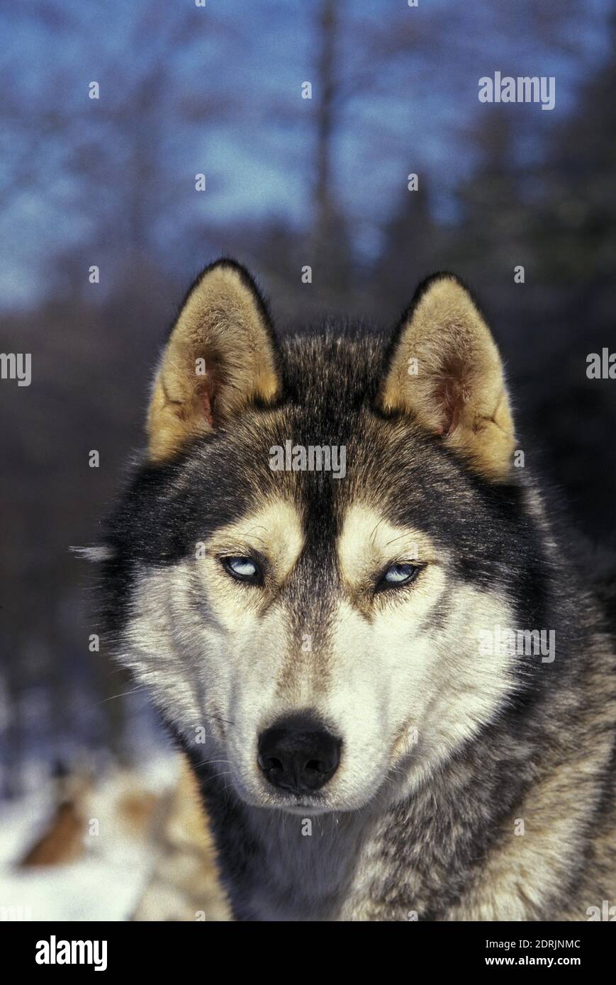 Siberian Husky Dog, Portrait of Adult Stock Photo - Alamy