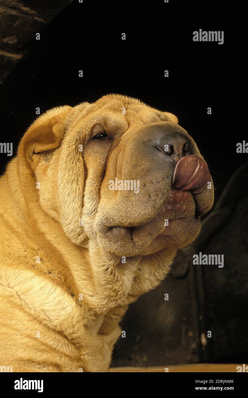 Shar Pei Dog, Portait of Pup with Tongue out Stock Photo - Alamy