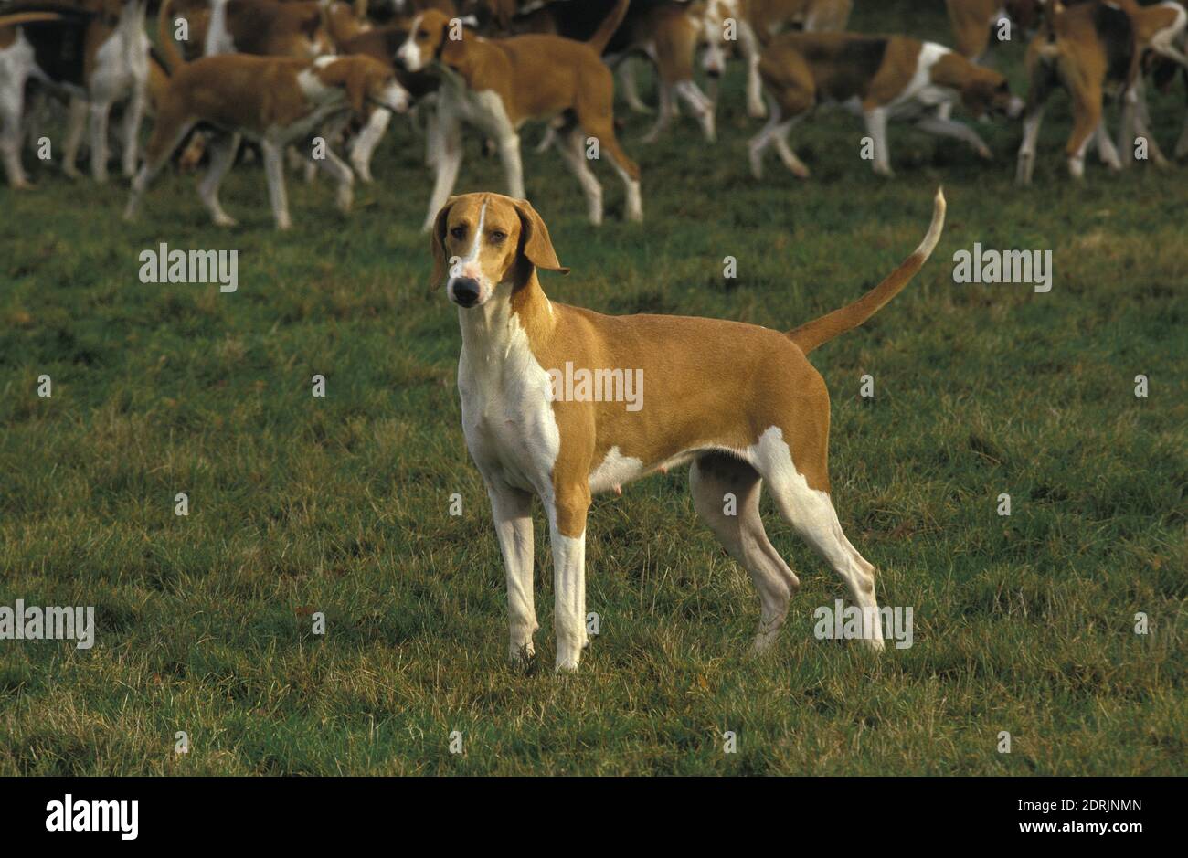 Poitevin dog hi-res stock photography and images - Alamy