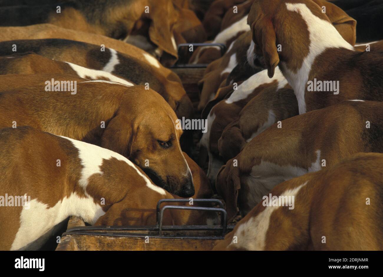 Are Poitevin Hound Aggressive