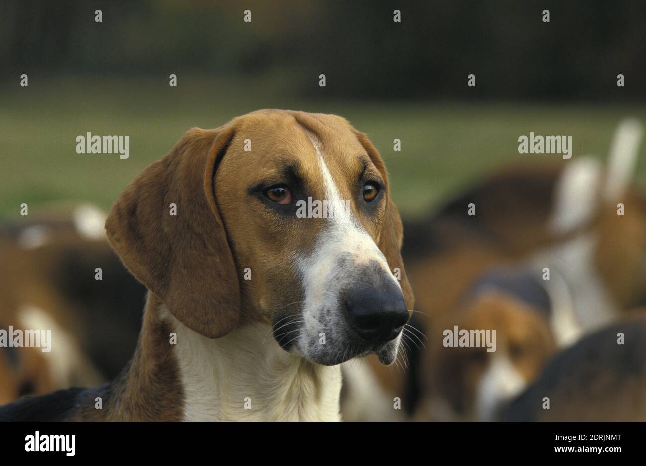 Poitevin hound hi-res stock photography and images - Alamy