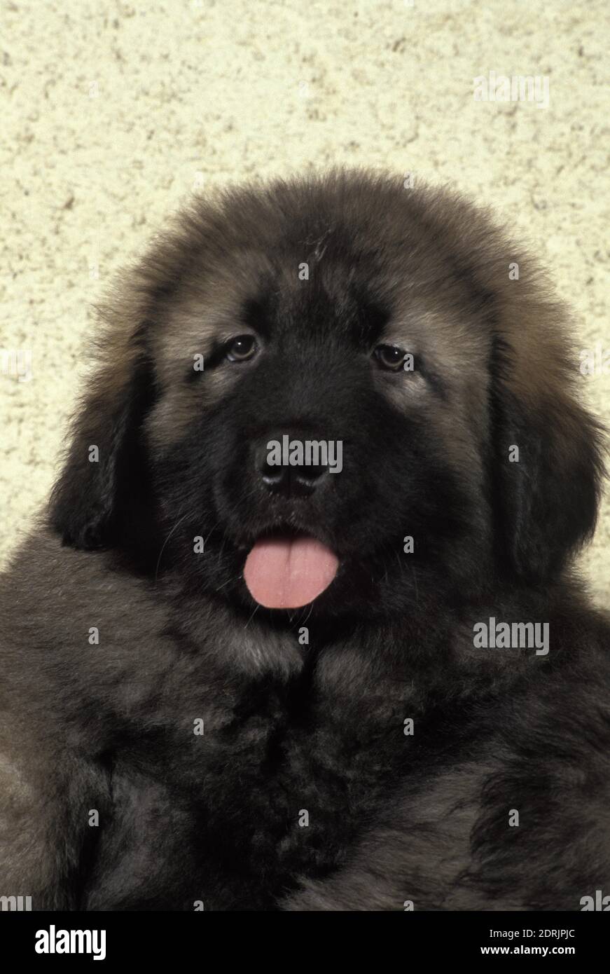 Yugoslavian shepherd dog or sarplaninac hi-res stock photography and ...