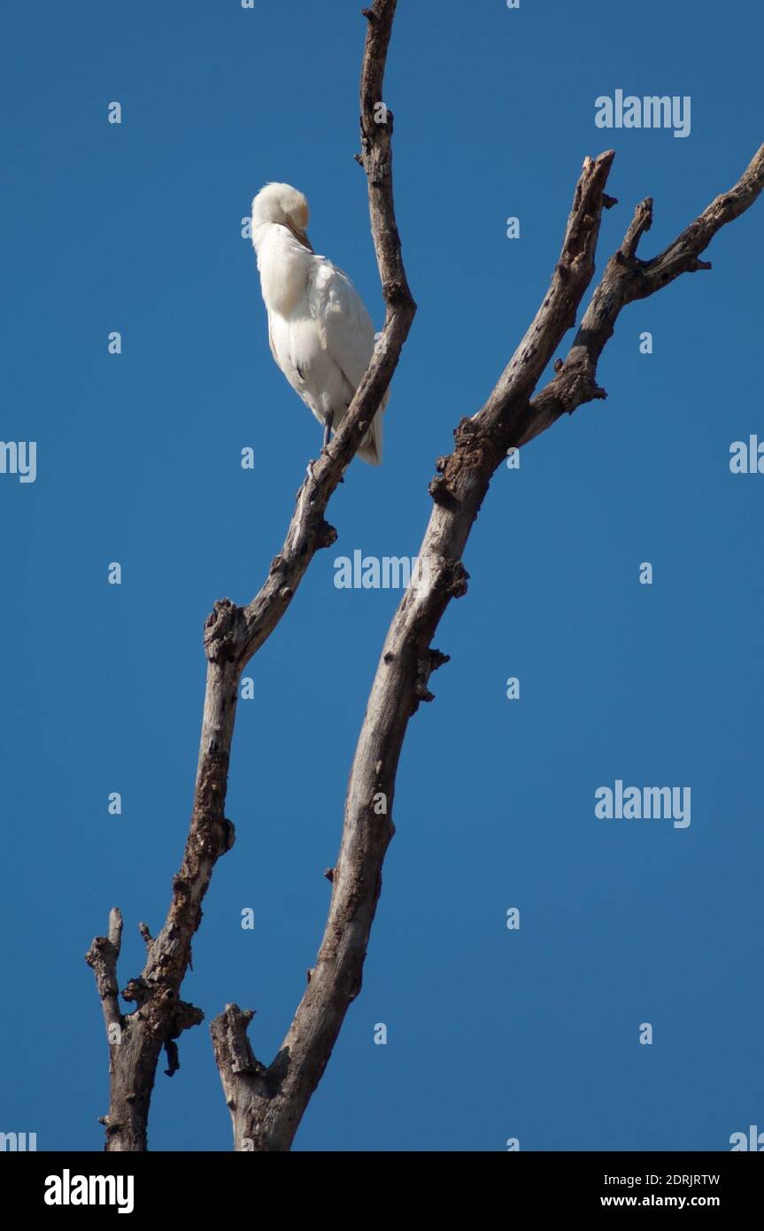 Cattle egret Bubulcus ibis sleeping. Tala. Madhya Pradesh. India Stock ...