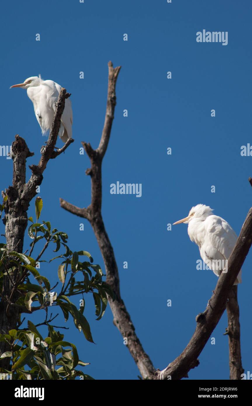 Cattle egrets Bubulcus ibis on a tree. Tala. Madhya Pradesh. India ...