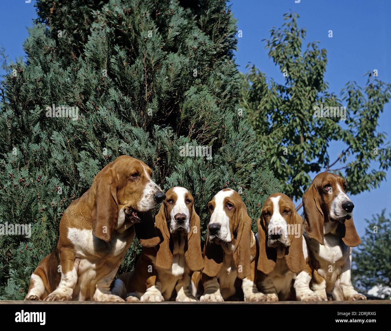 Basset Hound, Dog with funny Face Stock Photo - Alamy